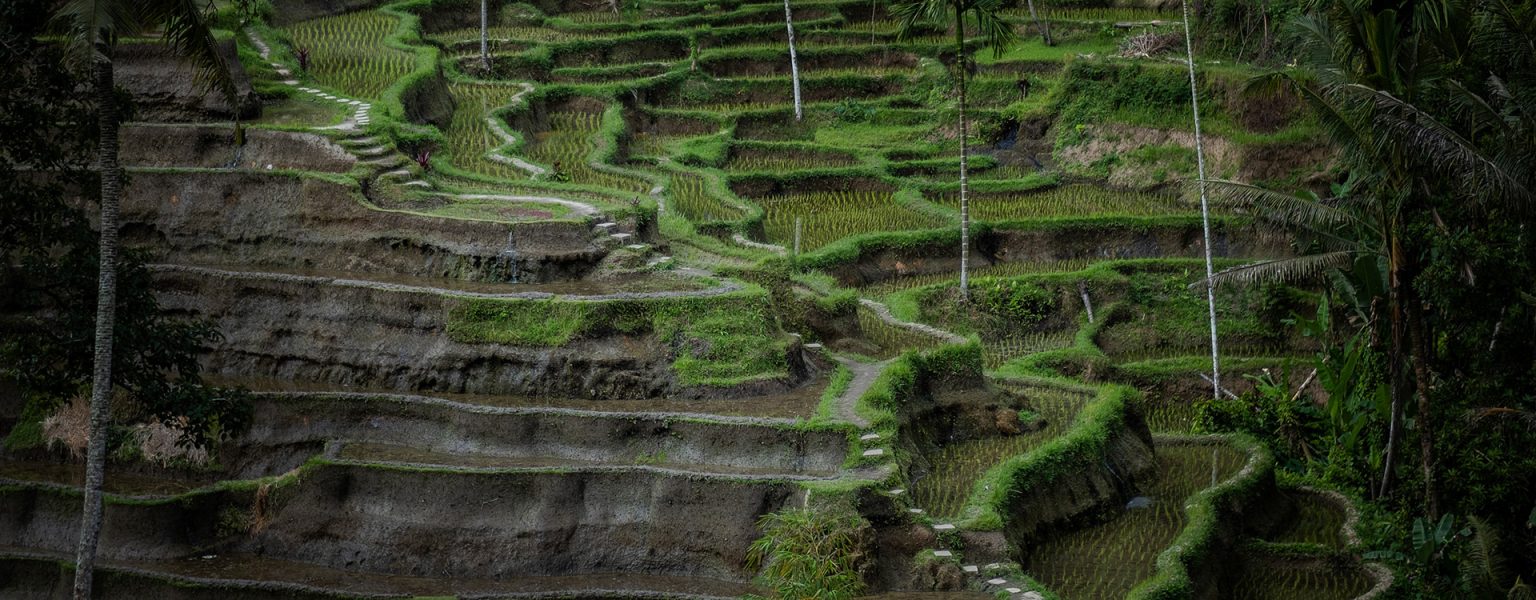 TIS RESTAURANT UBUD – Best Asian Fusion Restaurant in Ubud